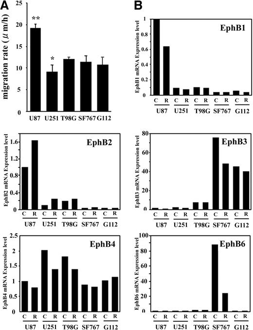The Phosphorylation of EphB2 Receptor Regulates Migration and Invasion ...