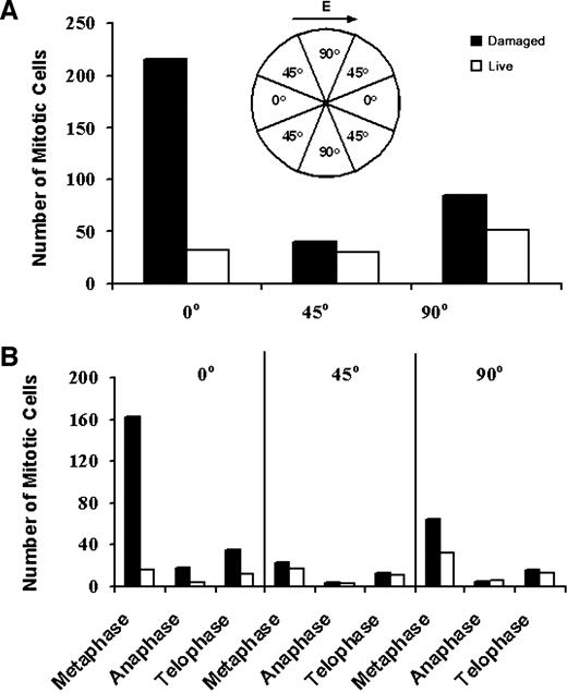 Disruption of Cancer Cell Replication by Alternating Electric Fields ...