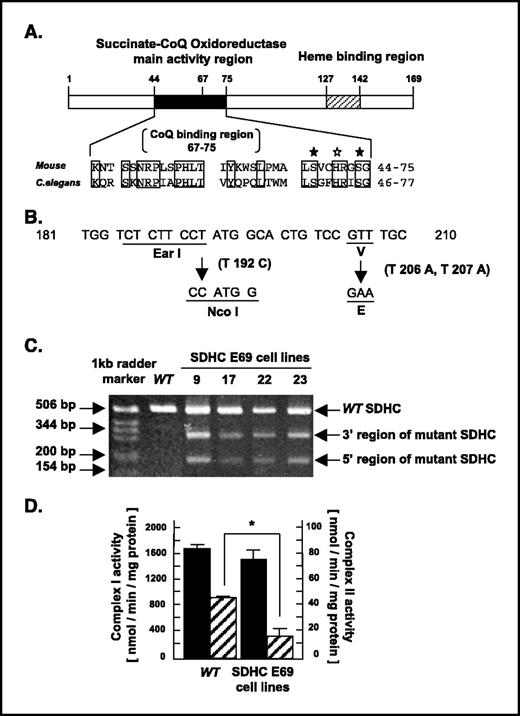 A Mutation in the SDHC Gene of Complex II Increases Oxidative Stress ...
