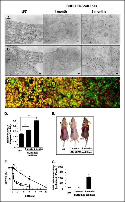 A Mutation in the SDHC Gene of Complex II Increases Oxidative Stress ...