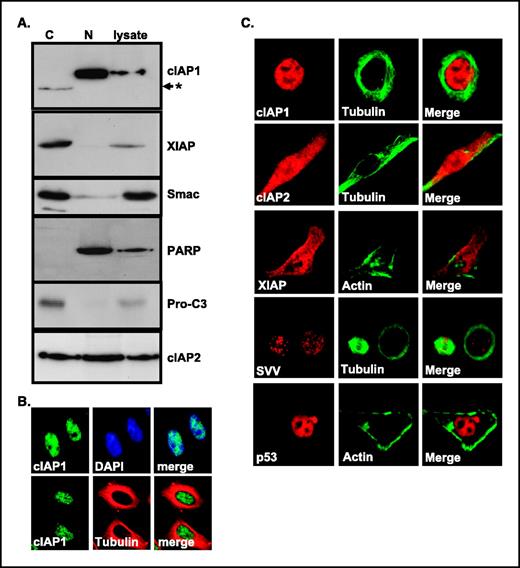 cIAP1 Localizes to the Nuclear Compartment and Modulates the Cell Cycle ...