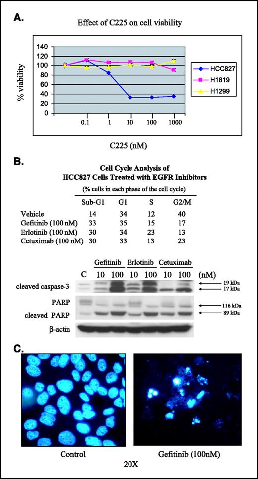 Aberrant Epidermal Growth Factor Receptor Signaling and Enhanced ...