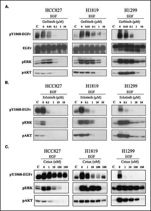 Aberrant Epidermal Growth Factor Receptor Signaling and Enhanced ...
