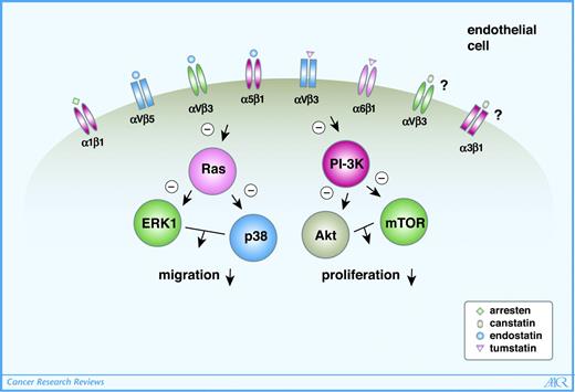 Endogenous Inhibitors of Angiogenesis | Cancer Research | American ...