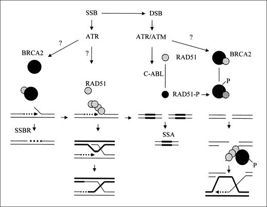BRCA2 Regulates Homologous Recombination in Response to DNA Damage ...