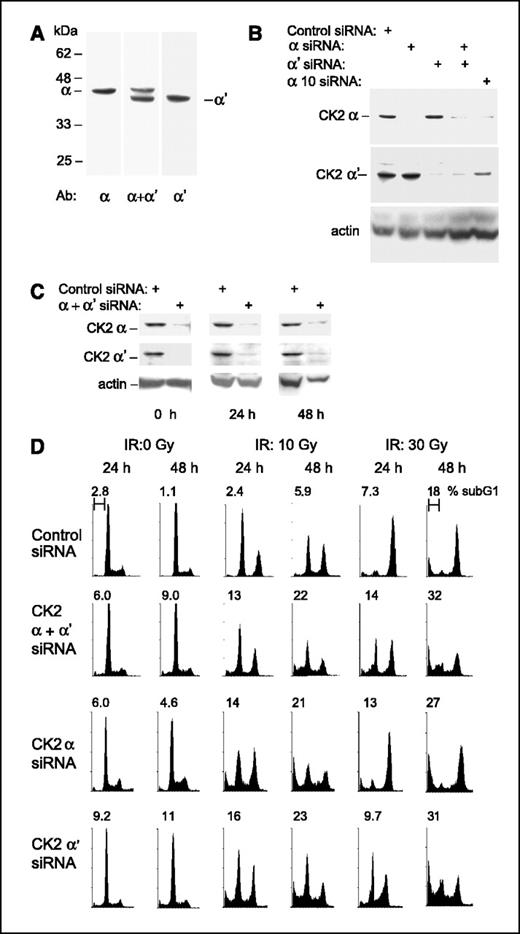 CK2 Inhibits Apoptosis and Changes Its Cellular Localization Following ...