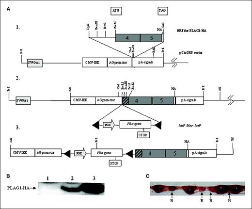Salivary Gland Tumors in Transgenic Mice with Targeted PLAG1 Proto ...