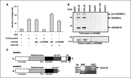 A Secreted Form of ADAM9 Promotes Carcinoma Invasion through Tumor ...