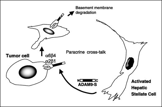 A Secreted Form of ADAM9 Promotes Carcinoma Invasion through Tumor ...