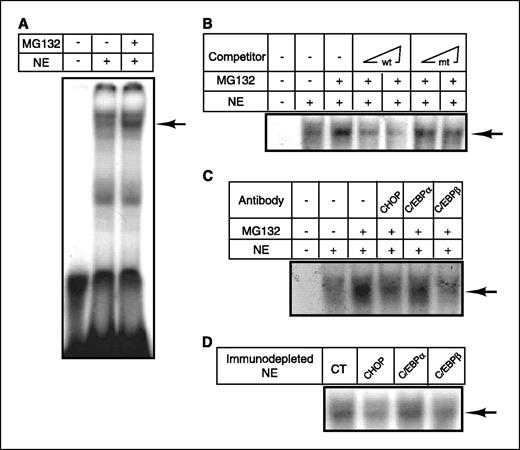 Proteasome Inhibitor MG132 Induces Death Receptor 5 through CCAAT ...
