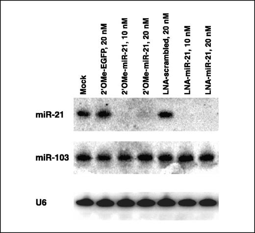MicroRNA-21 Is an Antiapoptotic Factor in Human Glioblastoma Cells ...