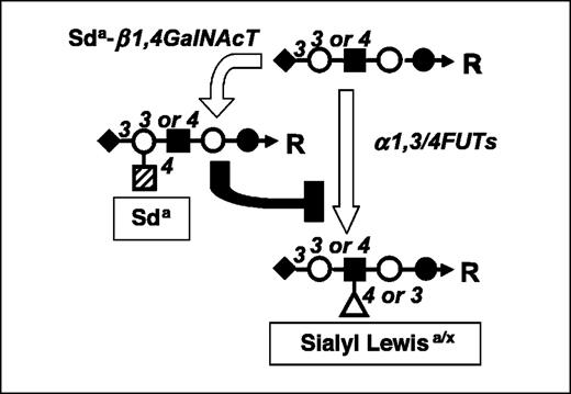Introduction of Sda Carbohydrate Antigen in Gastrointestinal Cancer ...