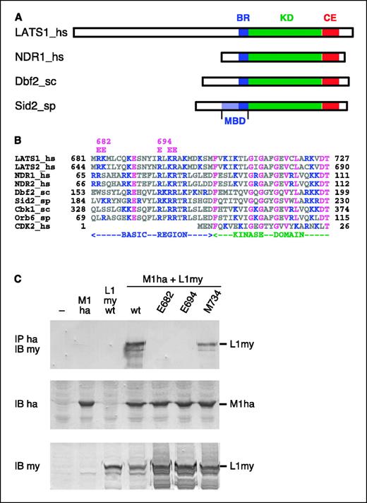 Human LATS1 Is a Mitotic Exit Network Kinase | Cancer Research ...