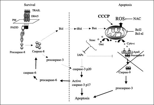 Reactive Oxygen Species Regulate Caspase Activation in Tumor Necrosis ...