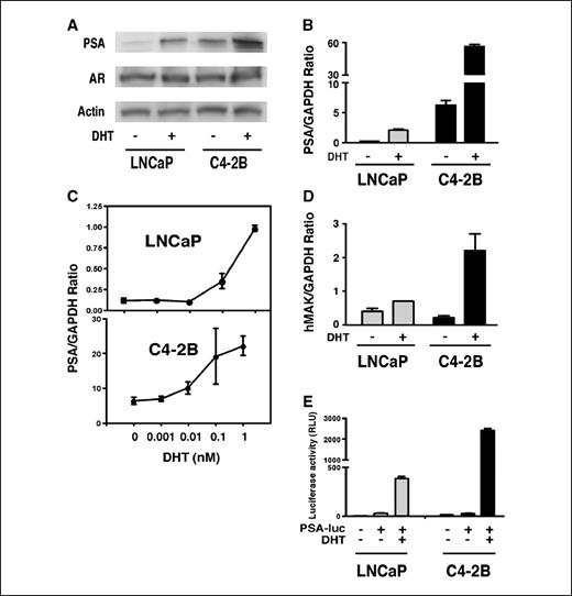Androgen Receptor–Dependent PSA Expression in Androgen-Independent ...