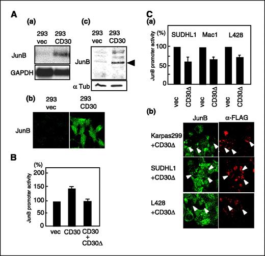 JunB Induced by Constitutive CD30–Extracellular Signal-Regulated Kinase ...
