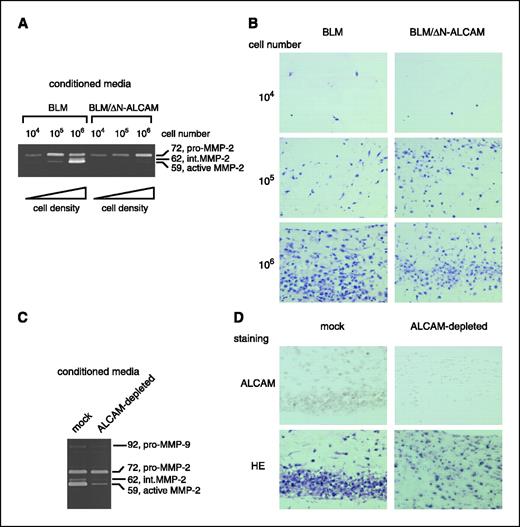 Activated Leukocyte Cell Adhesion Molecule (ALCAM/CD166/MEMD), a Novel ...