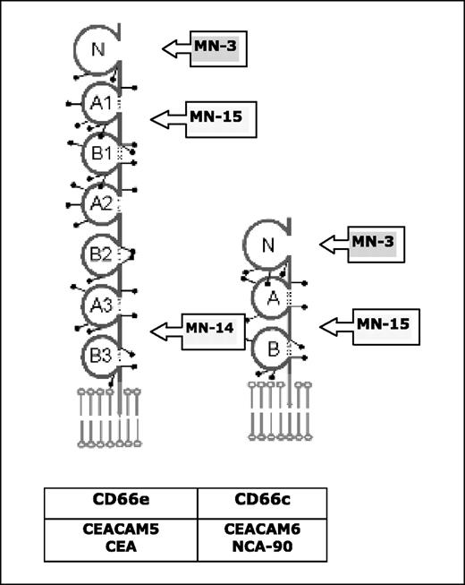 Inhibition of Adhesion, Invasion, and Metastasis by Antibodies ...