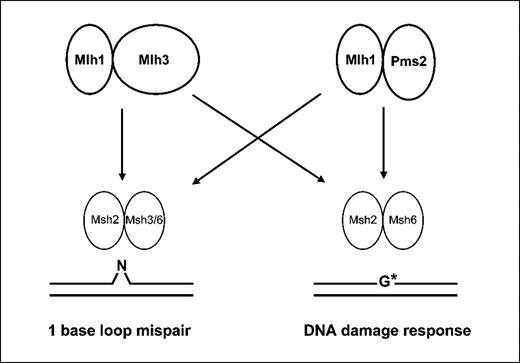 Contributions by MutL Homologues Mlh3 and Pms2 to DNA Mismatch Repair ...