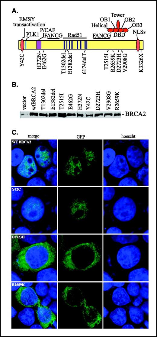 Functional Evaluation and Cancer Risk Assessment of BRCA2 Unclassified ...