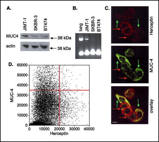 Decreased Accessibility and Lack of Activation of ErbB2 in JIMT-1, a ...