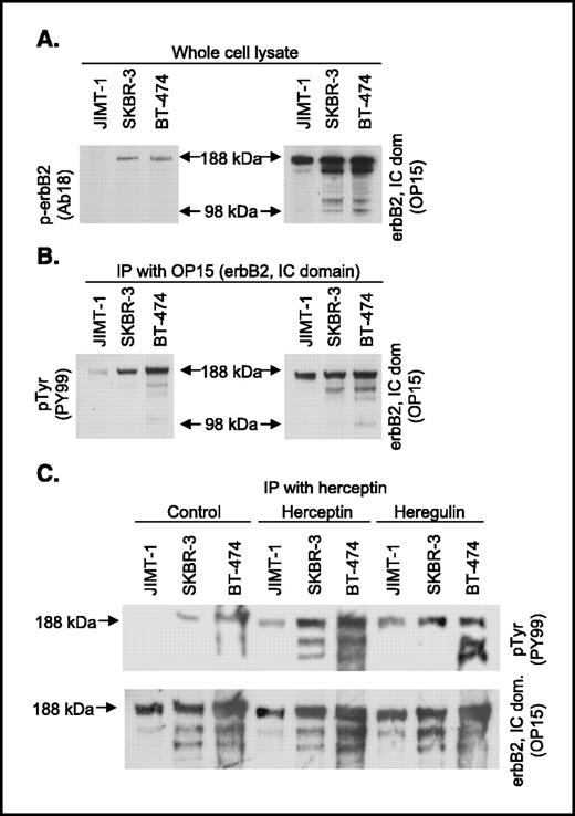 Decreased Accessibility and Lack of Activation of ErbB2 in JIMT-1, a ...