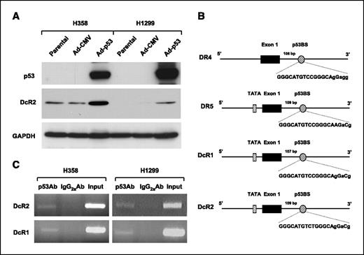 Decoy Receptor 2 Dcr2 Is A P53 Target Gene And Regulates Chemosensitivity Cancer Research