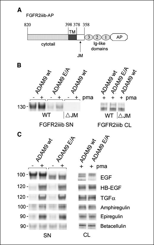 Critical Function for ADAM9 in Mouse Prostate Cancer | Cancer Research ...