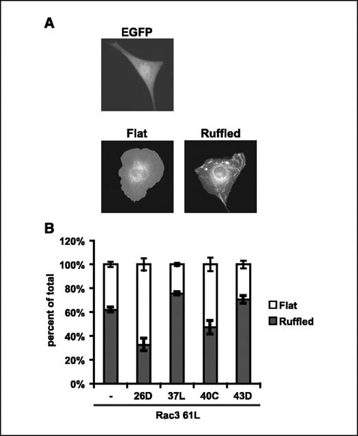 Rac3-Mediated Transformation Requires Multiple Effector Pathways ...