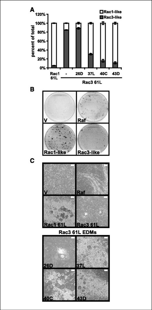 Rac3-Mediated Transformation Requires Multiple Effector Pathways ...