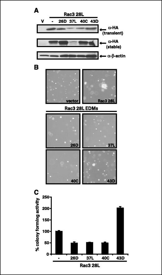 Rac3-Mediated Transformation Requires Multiple Effector Pathways ...