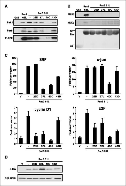 Rac3-Mediated Transformation Requires Multiple Effector Pathways ...