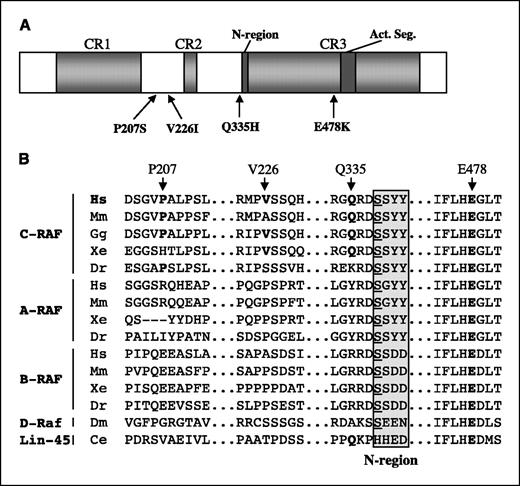 Mutations of C-RAF Are Rare in Human Cancer because C-RAF Has a Low ...