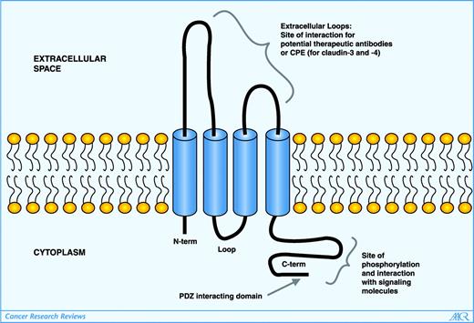 Claudin Proteins in Human Cancer: Promising New Targets for Diagnosis ...