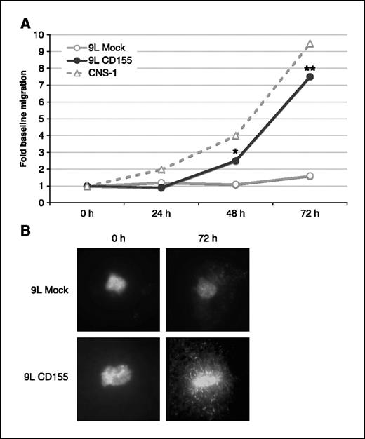 CD155/PVR Enhances Glioma Cell Dispersal by Regulating Adhesion ...