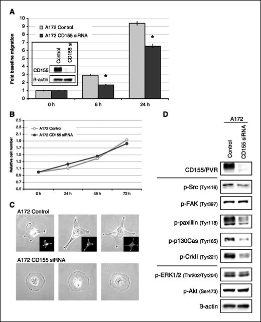 CD155/PVR Enhances Glioma Cell Dispersal by Regulating Adhesion ...