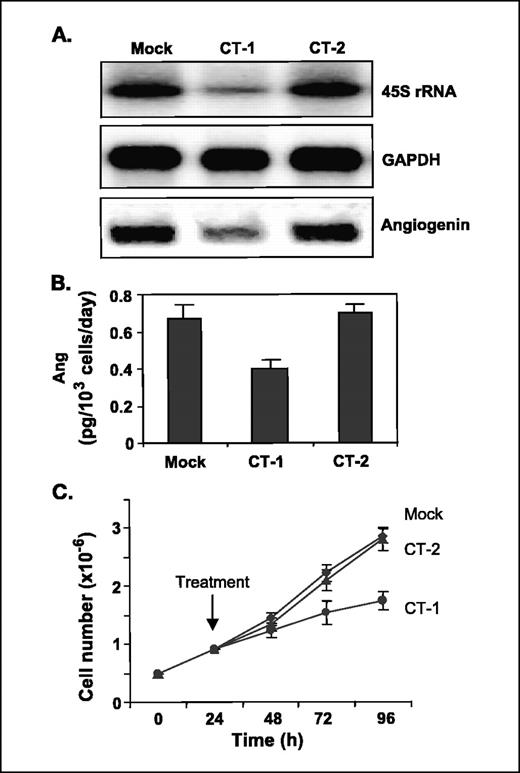 Angiogenin Is Translocated to the Nucleus of HeLa Cells and Is Involved ...