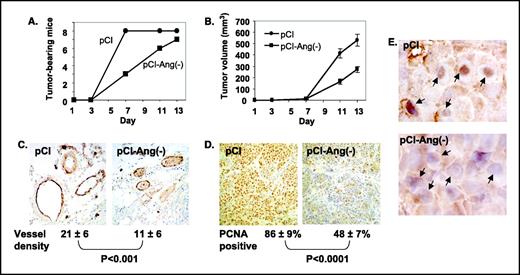 Angiogenin Is Translocated to the Nucleus of HeLa Cells and Is Involved ...