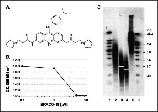 The G-Quadruplex-Interactive Molecule BRACO-19 Inhibits Tumor Growth ...