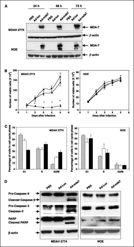 Activation of the Fas-FasL Signaling Pathway by MDA-7/IL-24 Kills Human ...