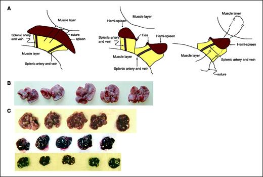 Mouse Models of Subcutaneous Spleen Reservoir for Multiple Portal ...