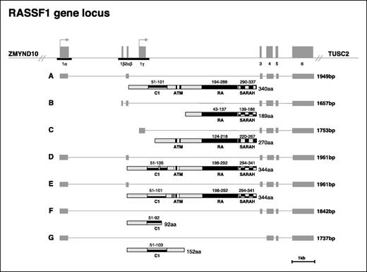 Role of the Ras-Association Domain Family 1 Tumor Suppressor Gene in ...