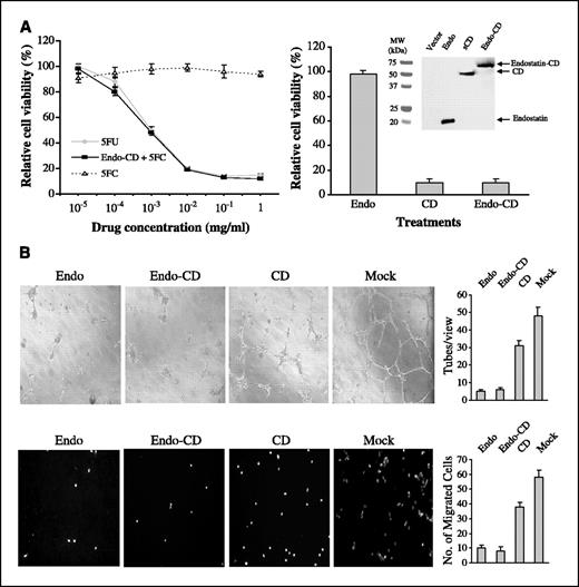 Endostatin-Cytosine Deaminase Fusion Protein Suppresses Tumor Growth by ...