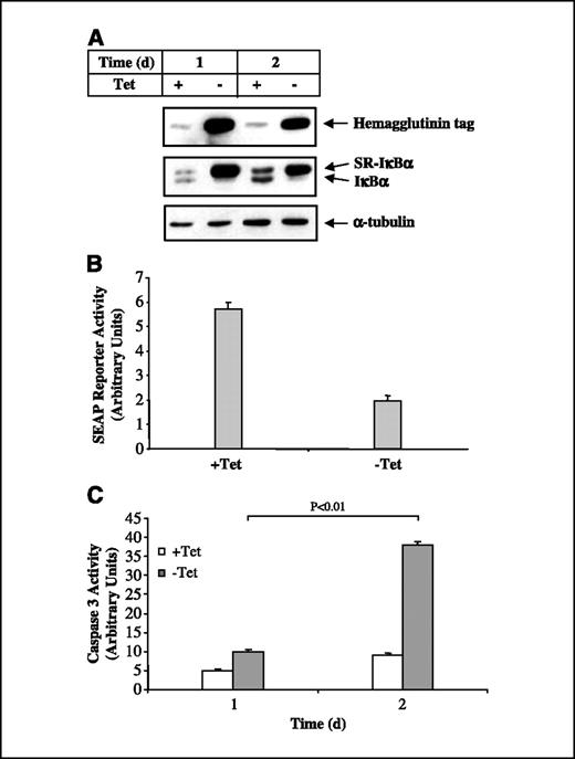 Malignant Transformation of Immortalized HaCaT Keratinocytes through ...