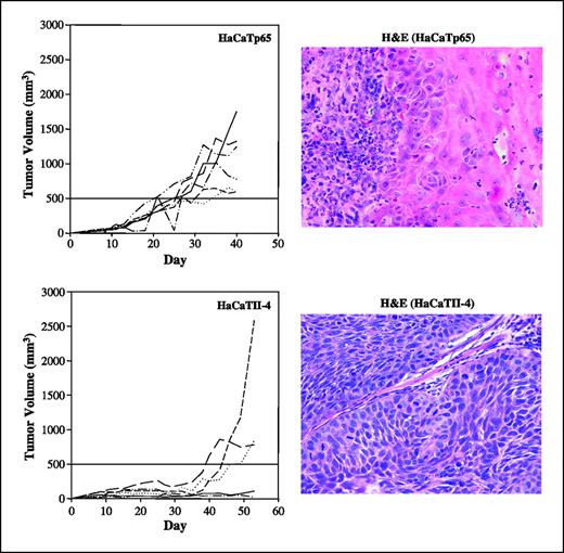 Malignant Transformation of Immortalized HaCaT Keratinocytes through ...