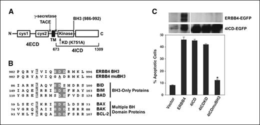 The ERBB4/HER4 Intracellular Domain 4ICD Is a BH3-Only Protein ...