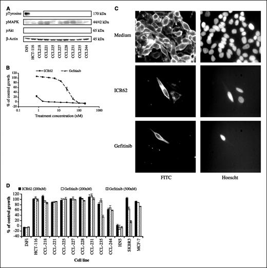 Responses of Human Colorectal Tumor Cells to Treatment with the Anti ...