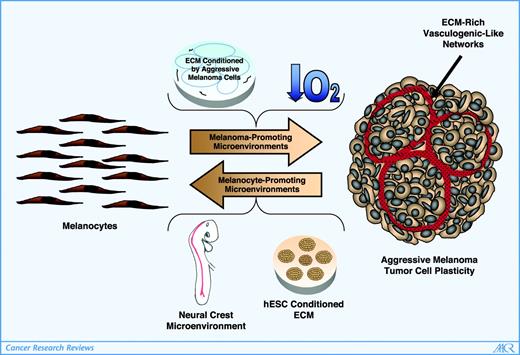 Influence of the Microenvironment on Melanoma Cell Fate Determination ...
