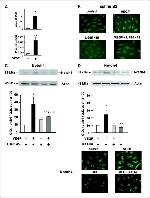 The Role of the Vascular Endothelial Growth Factor–Delta-like 4 Ligand ...