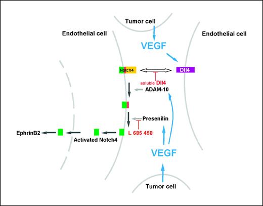 The Role of the Vascular Endothelial Growth Factor–Delta-like 4 Ligand ...